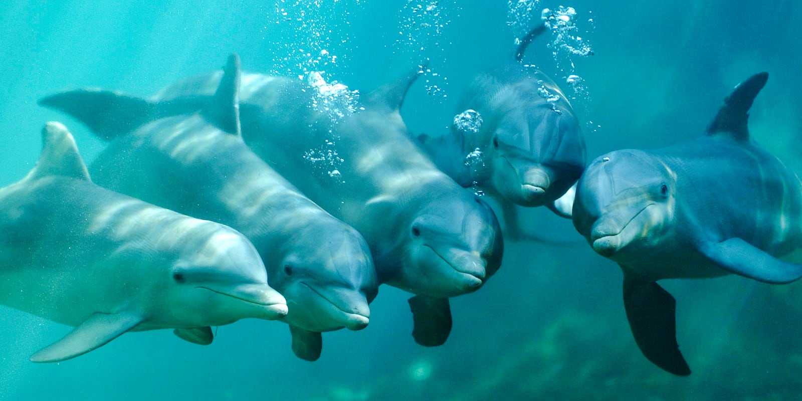 LOS SORPRENDENTES DELFINES - Grupo Xcaret Sitio Corporativo