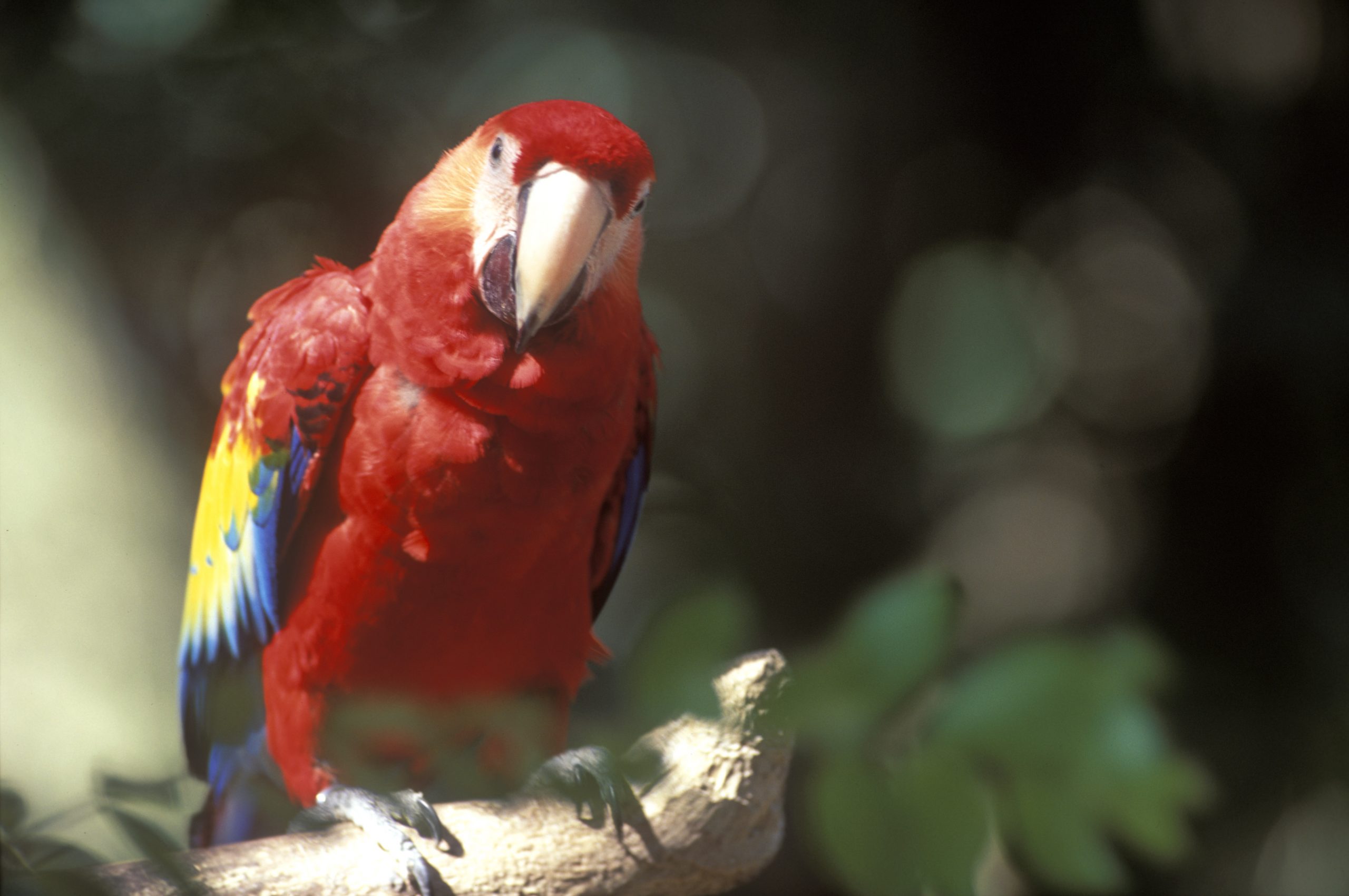 ¿Por qué es tan importante la reciente reintroducción de 16 guacamayas ...